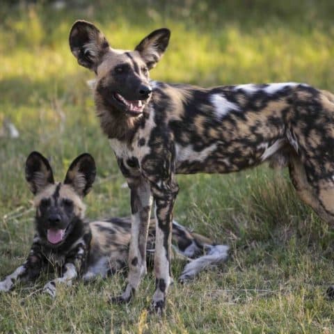 A closer Look at the African Wild Dog on World Wild Dog Day - HOT 102.7FM
